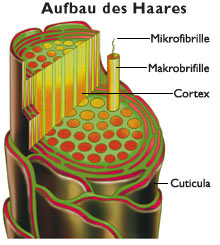 Coiffeur BB - Haaraufbau